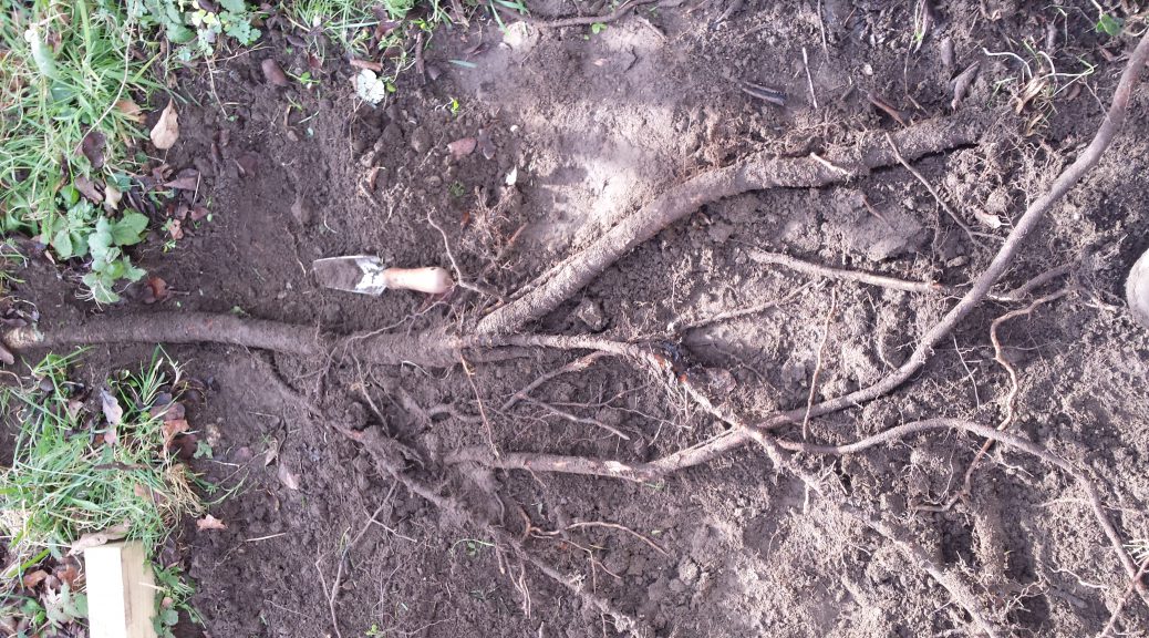 Feb 2017 – Wild Flower Front Garden – with hard standing | Good Grounds ...